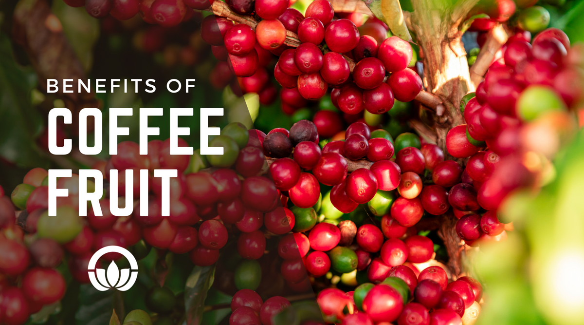 Benefits of Coffee Fruit (Cascara) – Lotus Plant Power