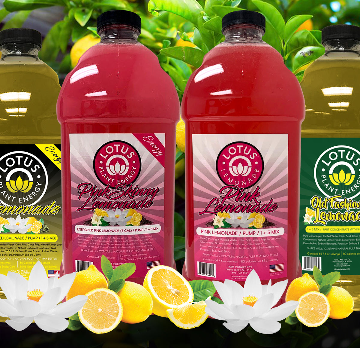 Lotus Lemonades & Limeades Concentrates | Shop Lemonade Concentrates ...